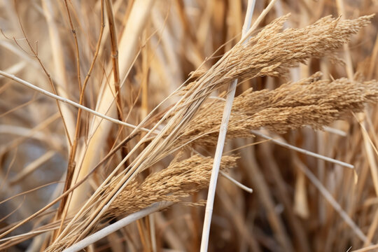 "Broken Reed" Images – Browse 100 Stock Photos, Vectors, and Video ...