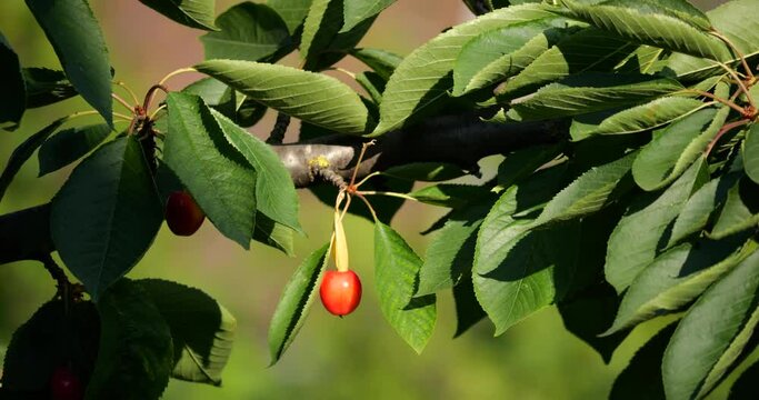 Cherry Tree Leaves