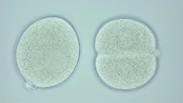 Germinal Images – Browse 1,701 Stock Photos, Vectors, and Video | Adobe ...