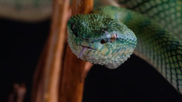 "Temple Viper" Images – Browse 761 Stock Photos, Vectors, and Video ...
