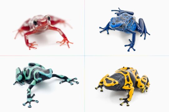 "Dendrobates Tinctorius" Images – Browse 1,328 Stock Photos, Vectors ...