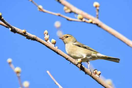「Passerotto」の写真素材 | 317件の無料イラスト画像 | Adobe Stock