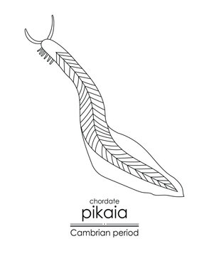 Pikaia Anatomy
