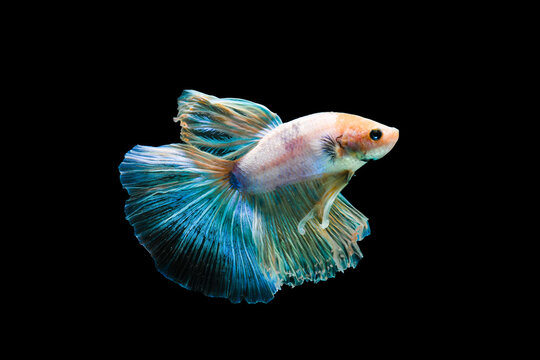 "Fish On Black Background" Images – Browse 507 Stock Photos, Vectors ...