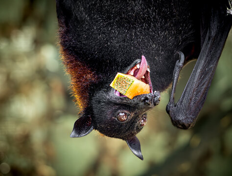 "Fruit Bat" Images – Browse 9,026 Stock Photos, Vectors, and Video ...