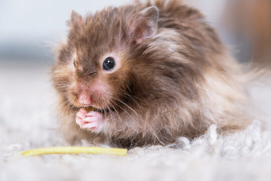 Teddyhamster Bilder – Durchsuchen 5,224 Archivfotos, Vektorgrafiken und ...