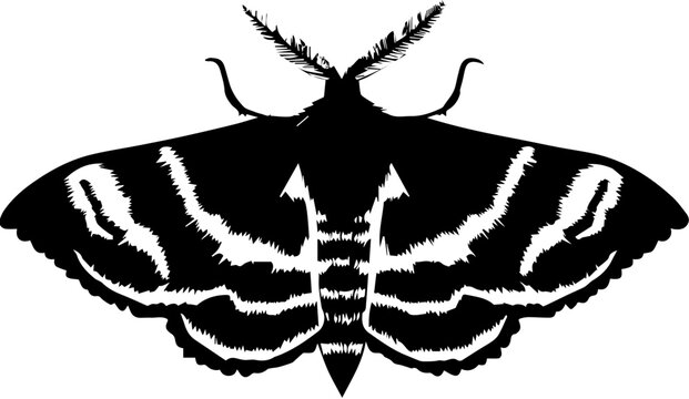 "Gypsy Moth" Images – Browse 1,023 Stock Photos, Vectors, and Video ...