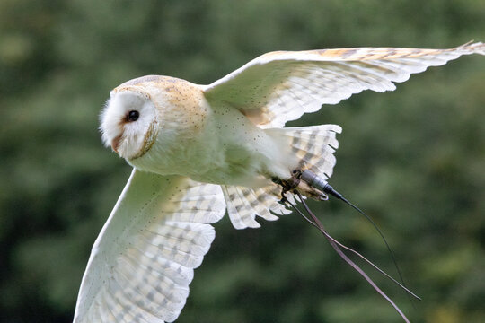 Owle Images – Browse 185 Stock Photos, Vectors, and Video | Adobe Stock