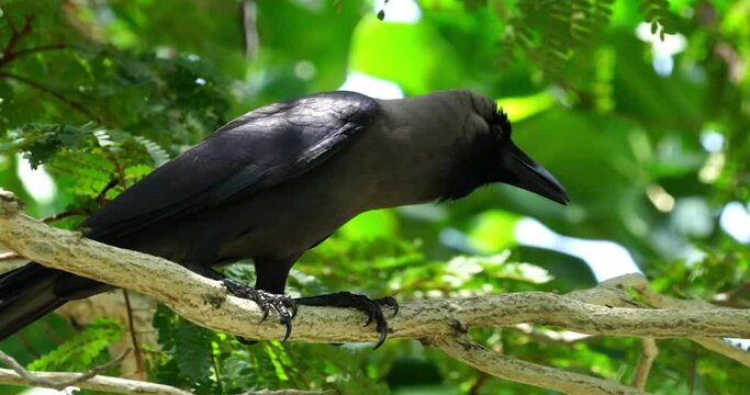 "House Crow" Images – Browse 1,010 Stock Photos, Vectors, and Video ...