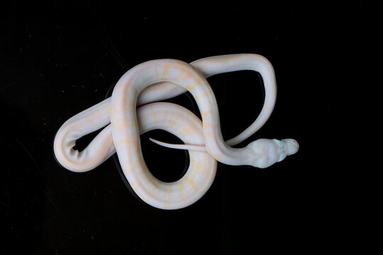 "Asiatic Reticulated Python" Images – Browse 1,675 Stock Photos ...