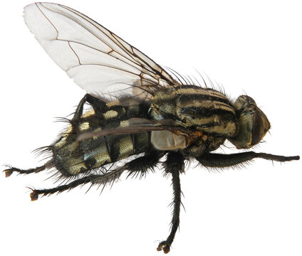 Mucha bilder – Bläddra bland 4,680 stockfoton, vektorer och videor ...