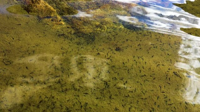 "Insect Larvae" Immagini - Sfoglia 600 foto, vettoriali e video Stock ...