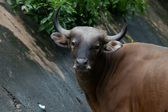 "Javan Banteng" Images – Browse 2,107 Stock Photos, Vectors, and Video ...