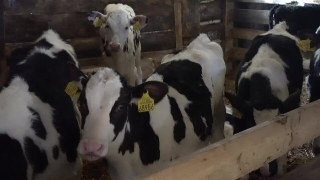 Barn Dance Images – Browse 732 Stock Photos, Vectors, and Video | Adobe ...