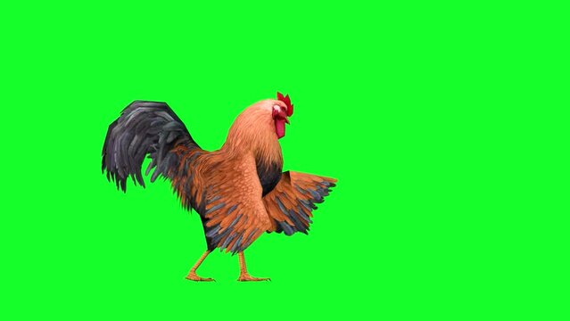 Rooster Green Screen Images – Browse 1,247 Stock Photos, Vectors, and ...