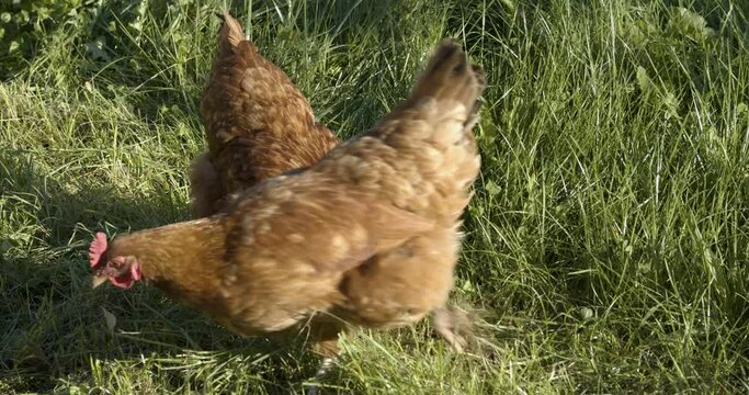 Kury Images – Browse 571 Stock Photos, Vectors, and Video | Adobe Stock