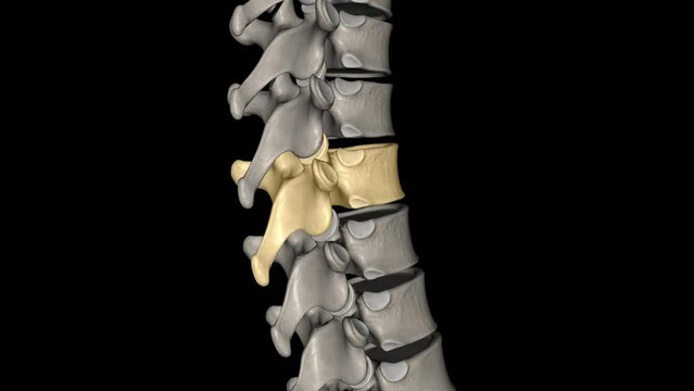 T7 Images – Browse 187 Stock Photos, Vectors, and Video | Adobe Stock