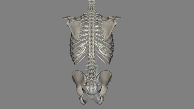 "Spinous Process" Images – Browse 583 Stock Photos, Vectors, and Video ...