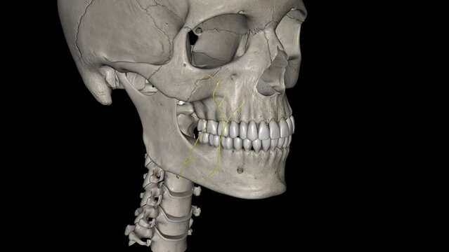 Malar Images – Browse 456 Stock Photos, Vectors, and Video | Adobe Stock