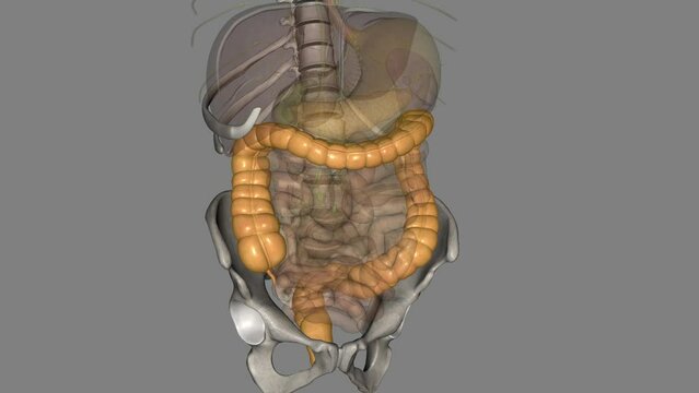 รูปภาพChymus – เลือกดูภาพถ่ายสต็อก เวกเตอร์ และวิดีโอ239 | Adobe Stock