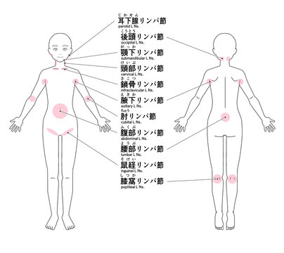 鎖骨 マッサージ Images – Browse 503 Stock Photos, Vectors, and Video | Adobe Stock