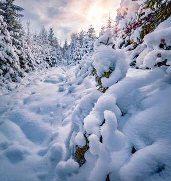 Andrew Mayovskyy : photos, images, fichiers | Adobe Stock