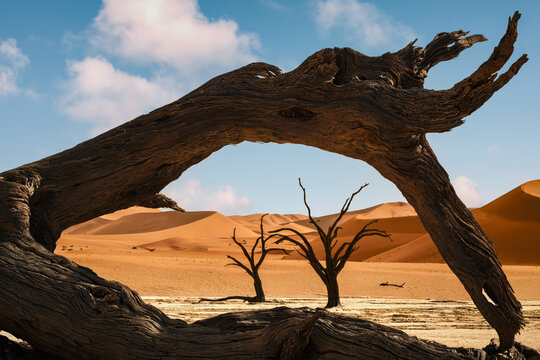 Kameeldoring Images – Browse 1,742 Stock Photos, Vectors, and Video ...