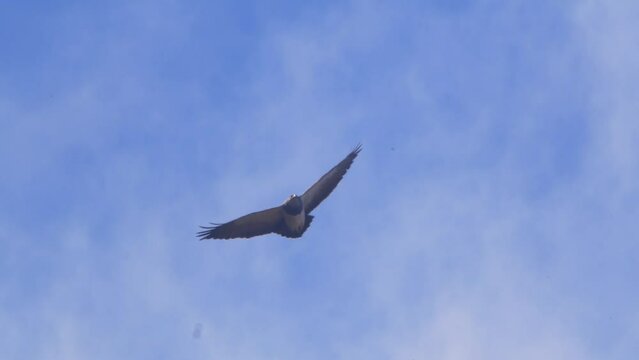Obrázky Buzzard-Eagle – procházejte fotografie, vektory a videa 363 ...