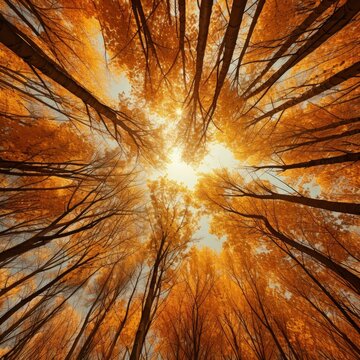 "Golden Canopy"-Bilder: Stock-Fotos & -Videos. | Adobe Stock