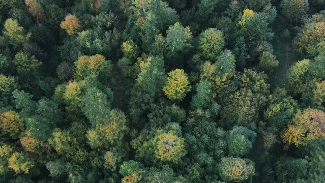 "Tree Top" Images – Browse 34,704 Stock Photos, Vectors, and Video ...