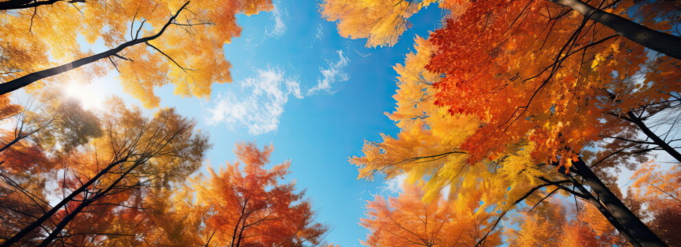 "Orange Forest" Images – Browse 201 Stock Photos, Vectors, and Video ...