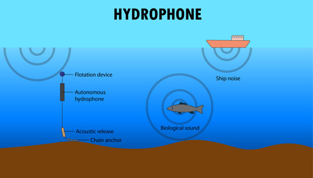 Hydrophone 이미지 – 찾아보기 232 스톡 사진, 벡터 및 비디오 | Adobe Stock
