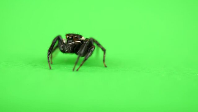 Chariness Imagens – Procure 2,151 fotos, vetores e vídeos | Adobe Stock