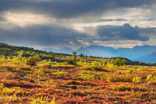 Galyna Andrushko photos, images, assets | Adobe Stock