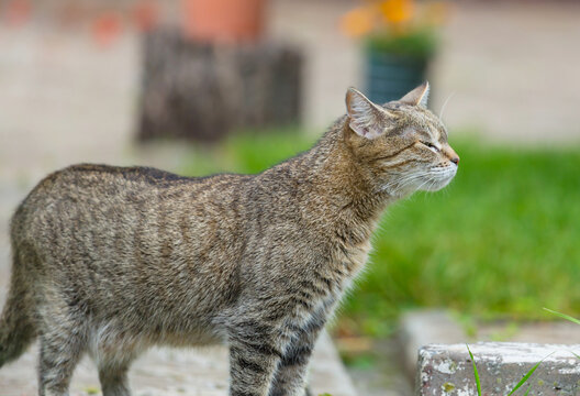 Galyna Andrushko photos, images, assets | Adobe Stock