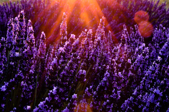"Lavender Colored" Images – Browse 604 Stock Photos, Vectors, and Video ...