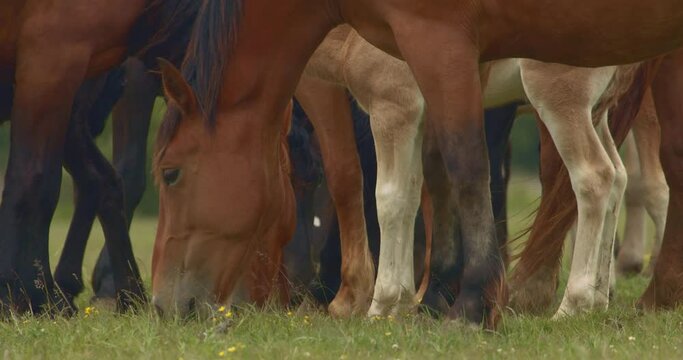 Obrázky Foals – procházejte fotografie, vektory a videa 209,759 | Adobe ...