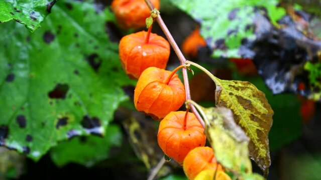 Harankash Images – Browse 15,087 Stock Photos, Vectors, and Video ...