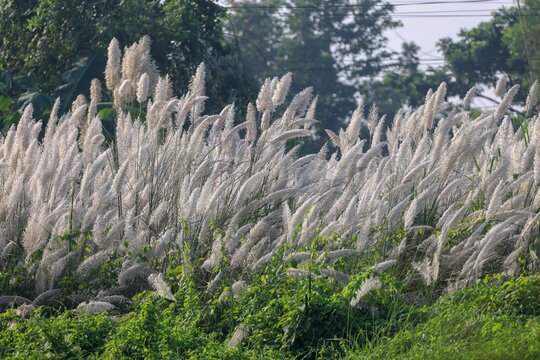 Kashful Images – Browse 279 Stock Photos, Vectors, and Video | Adobe Stock