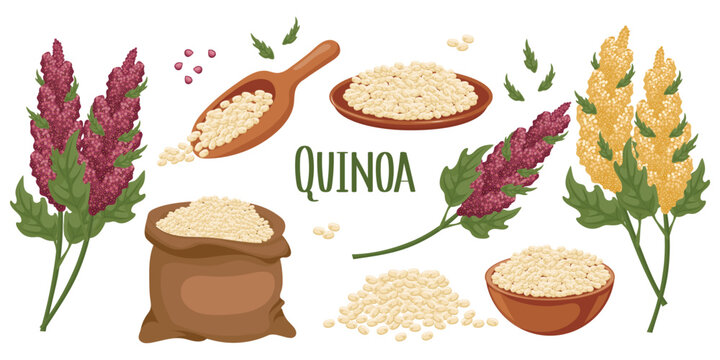 Quinoa Drawing Images – Browse 2,894 Stock Photos, Vectors, and Video ...