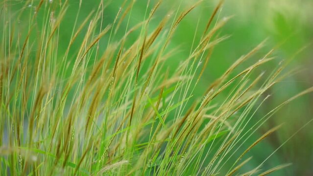 "Spear Grass"-Bilder: Stock-Fotos & -Videos. | Adobe Stock