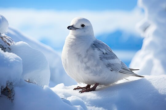 "Snow Petrel" Bilder – Durchsuchen 145 Archivfotos, Vektorgrafiken und ...