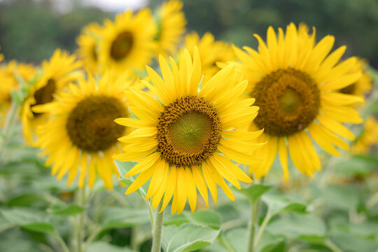"Yellow Cosmos" Images – Browse 14,247 Stock Photos, Vectors, and Video ...
