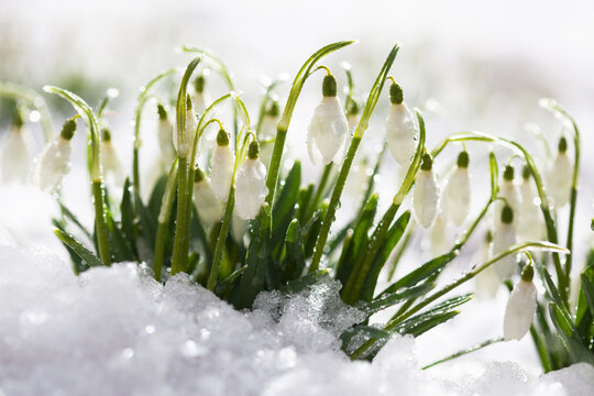 Snowdrops Images – Browse 143,561 Stock Photos, Vectors, and Video ...