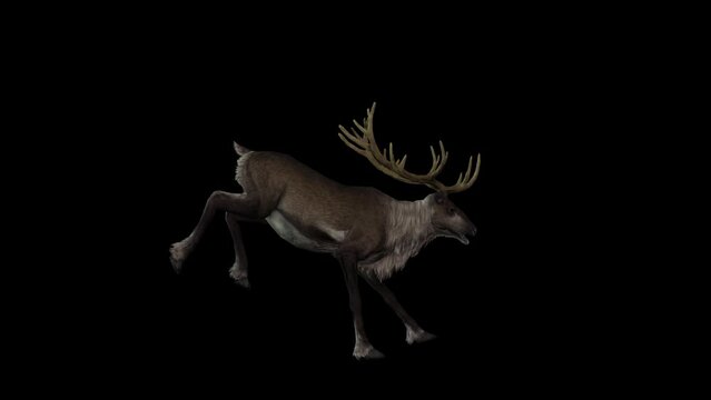 "Run Cycle Deer Images – Browse 348 Stock Photos, Vectors, and Video ...