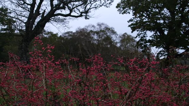 Buchennuss Bilder – Durchsuchen 683 Archivfotos, Vektorgrafiken und ...