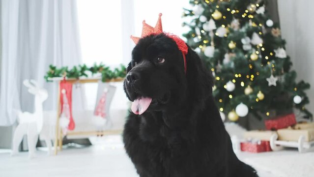 Newfoundland Christmas Images – Browse 506 Stock Photos, Vectors, and ...