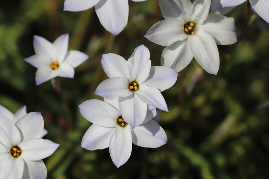 葯 Images – Browse 571 Stock Photos, Vectors, and Video | Adobe Stock