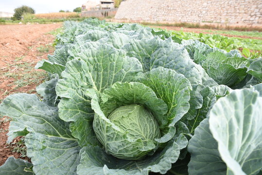 Berza Bilder – Durchsuchen 2,288 Archivfotos, Vektorgrafiken und Videos ...