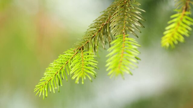 Spruce-Tree Images – Parcourir 267 le catalogue de photos, vecteurs et ...